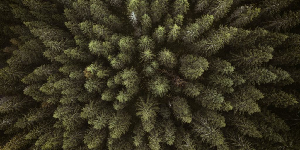 11 Mesmerizing Drone Pictures of Trees From Above! - AirBuzz.One Drone Blog