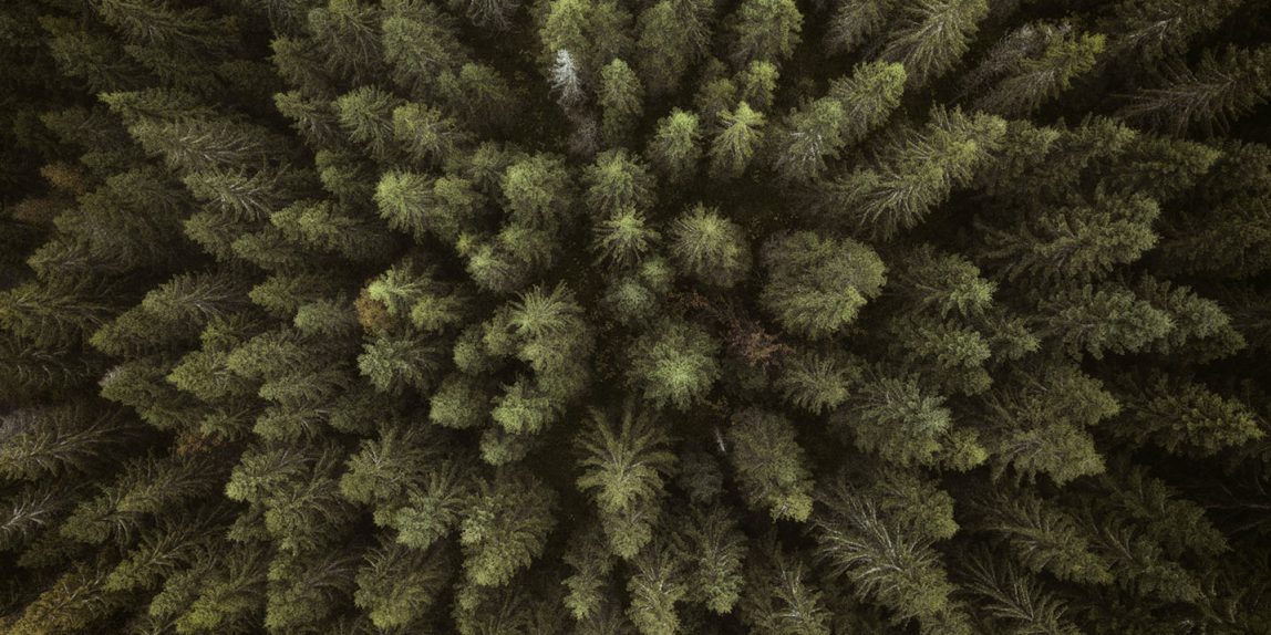 11 Mesmerizing Drone Pictures of Trees From Above! - AirBuzz.One Drone Blog
